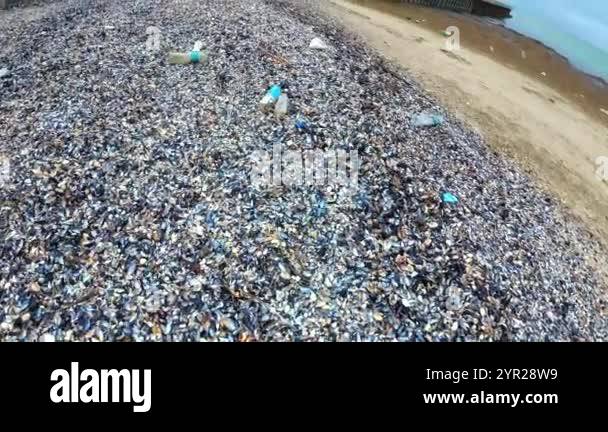 Mussel pollution Stock Videos & Footage - HD and 4K Video Clips - Alamy