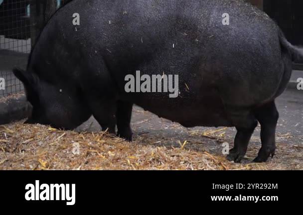 4K movie. Black pig with pot belly, round hairy snout, short legs, a ...