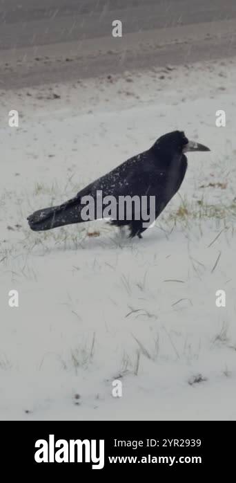 Beak with crow Stock Videos & Footage - HD and 4K Video Clips - Alamy