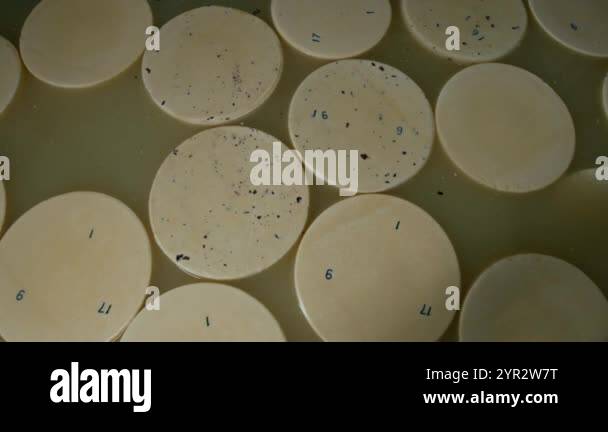 No people top view of round heads of cheese floating in tub of brine ...