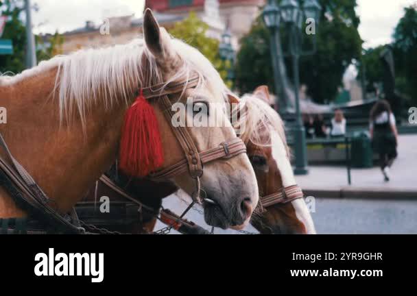 Two Brown Horses Stand in a Team Harnessed to a Cart on a City Street ...