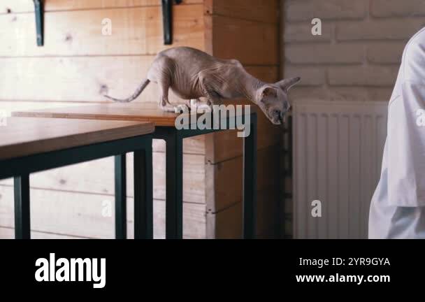 A curious Sphynx cat explores a cafe table, sniffing a persons ...