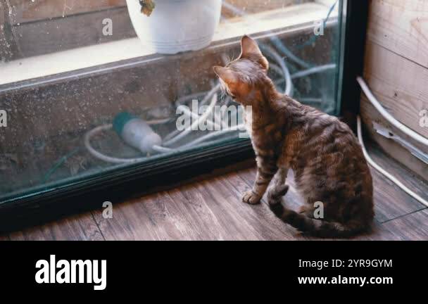 Observing the world outside Stock Videos & Footage - HD and 4K Video ...