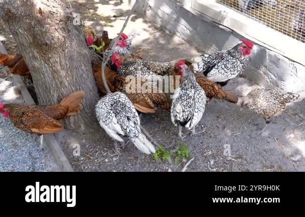 Mille Fleur booted bantams and Sebright chickens peck the ground near a tree in a farmyard ...