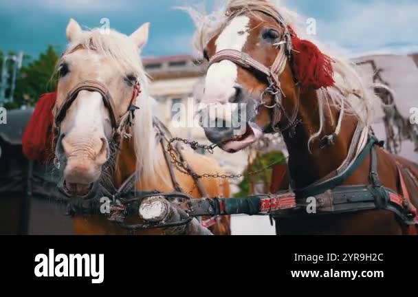 Two Brown Horses in Harness Funny Shake Heads in a Harness on a Town ...