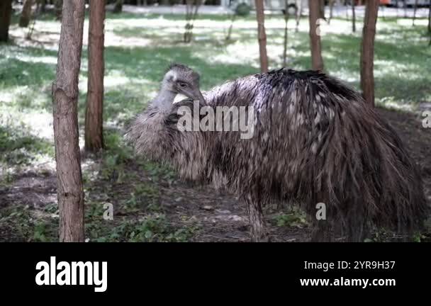 An emu stands among trees, looking directly at the camera. The setting ...