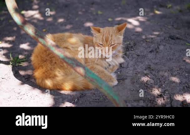 Plants for dappled shade Stock Videos & Footage - HD and 4K Video Clips ...