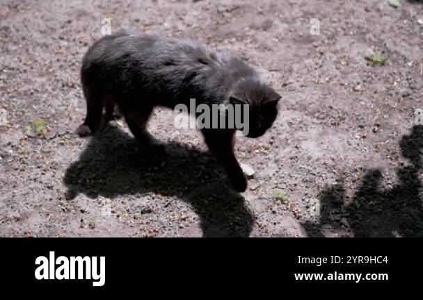 A black cat walks across the sunlit ground, its shadow following close ...