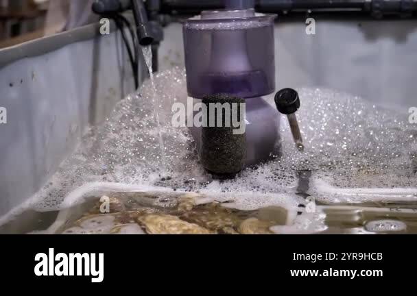 Oyster tank Stock Videos & Footage - HD and 4K Video Clips - Alamy