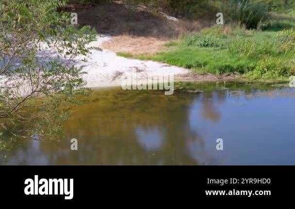 A small river with a sandy bank, overgrown with grass and reeds ...