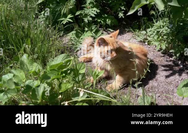 A ginger cat rests in a garden, undisturbed by the small insects ...
