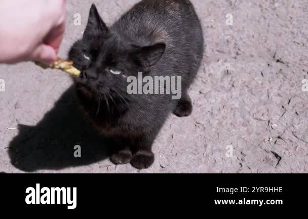 A stray black cat cautiously approaches a human hand offering food ...
