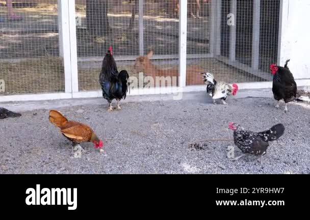 Colorful chickens and roosters peck at the ground while a rabbit rests ...