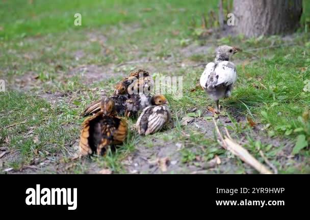 Curious baby chicks explore the grassy terrain, pecking and scratching ...