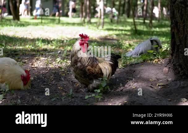 Wildlife adaptation Stock Videos & Footage - HD and 4K Video Clips - Alamy