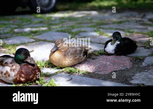 Dotted hen Stock Videos & Footage - HD and 4K Video Clips - Alamy