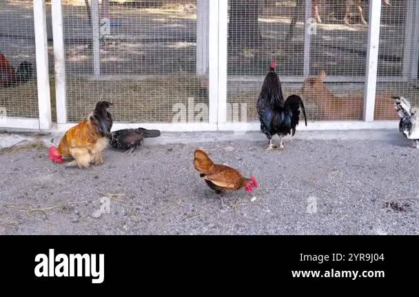Various chickens and roosters, showcasing diverse plumage colors, peck ...
