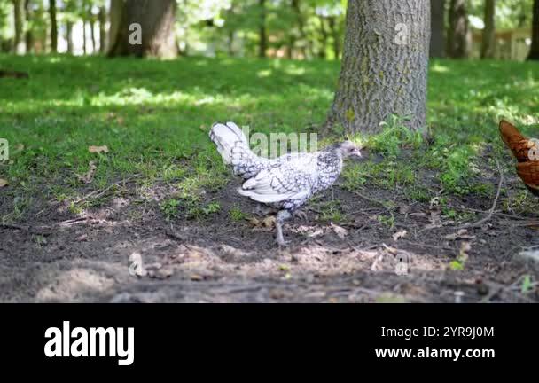 Gold chickens Stock Videos & Footage - HD and 4K Video Clips - Alamy