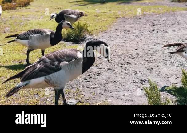 Barnacle goose barnacle geese Stock Videos & Footage - HD and 4K Video ...