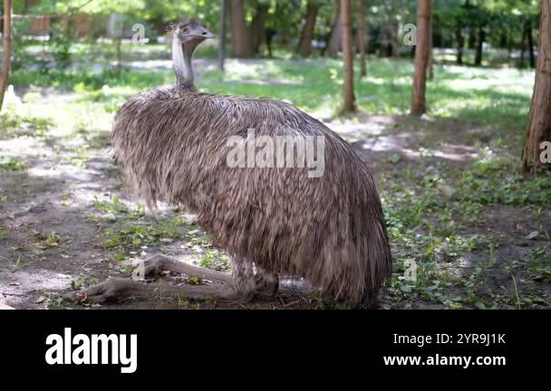 An emu sits peacefully on the ground in a park, its feathers ruffled ...
