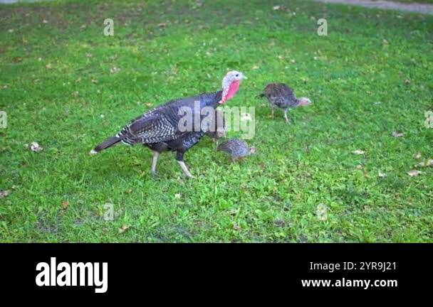 Mother turkey Stock Videos & Footage - HD and 4K Video Clips - Alamy