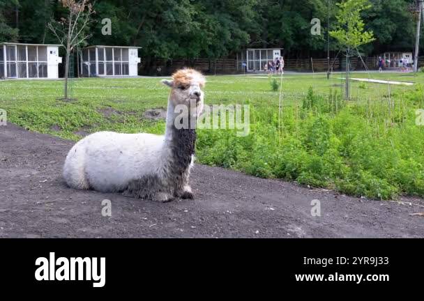 A muddy alpaca settles comfortably on the ground within its zoo ...