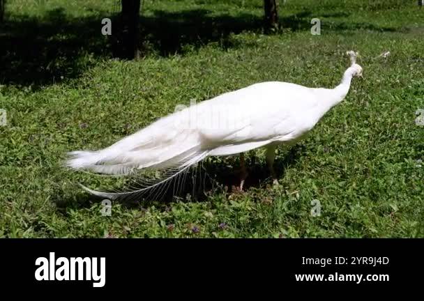 White long tail feathers Stock Videos & Footage - HD and 4K Video Clips ...