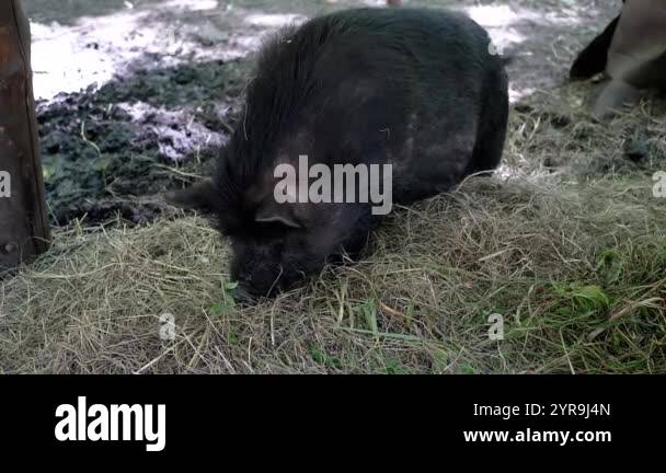 Peaceful pigs Stock Videos & Footage - HD and 4K Video Clips - Alamy