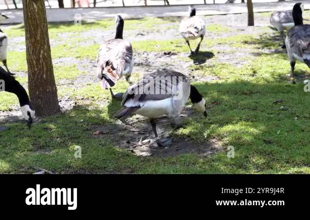 Distinctive goose markings Stock Videos & Footage - HD and 4K Video ...