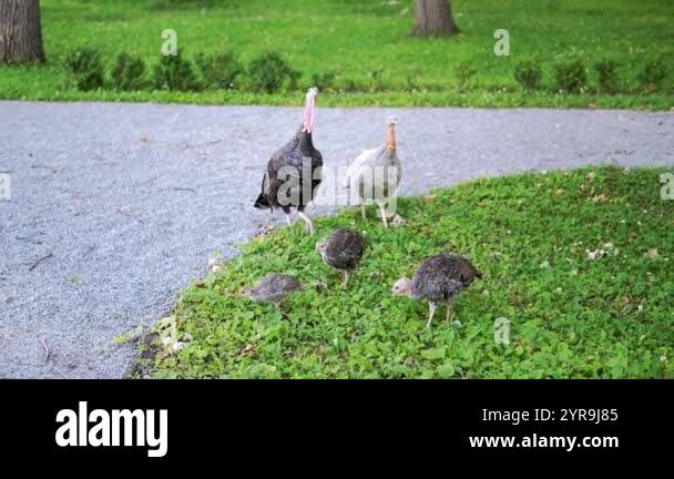 Two adult turkeys and their chicks graze peacefully on a green lawn in ...