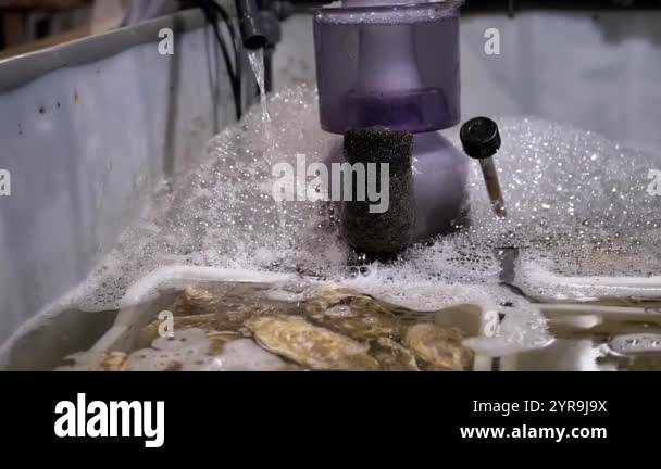Fresh oysters are kept in a clean aquarium with a filtration system ...