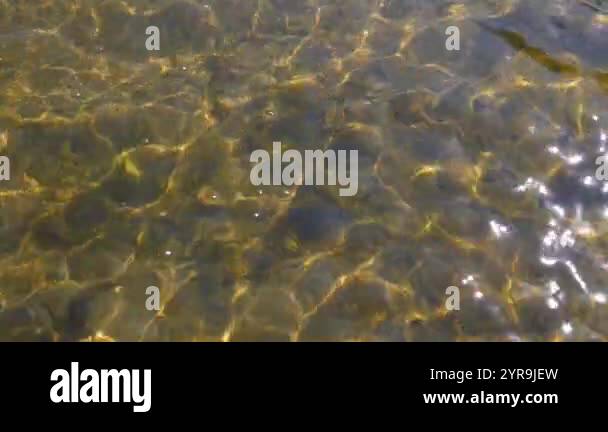 Shallow river water flowing Stock Videos & Footage - HD and 4K Video ...