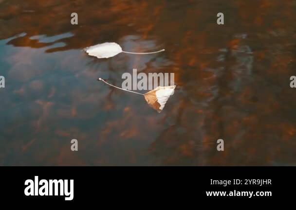 Two autumn leaves float on the dark water surface, creating a serene and melancholic scene. The ...