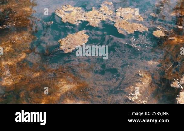 Murky swamp water Stock Videos & Footage - HD and 4K Video Clips - Alamy