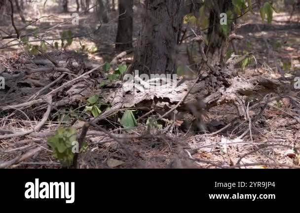 Moss life cycle Stock Videos & Footage - HD and 4K Video Clips - Alamy