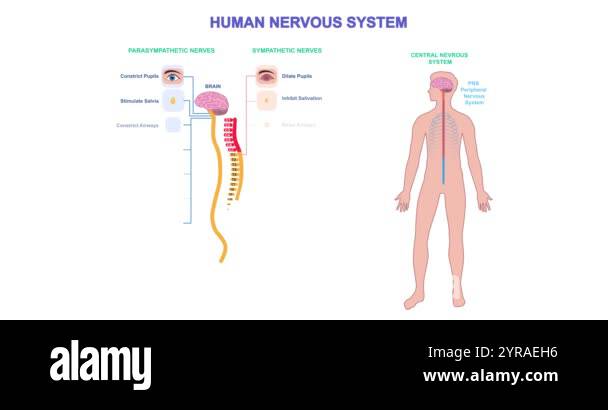 Human nervous system. Moving banner with medical infographics ...