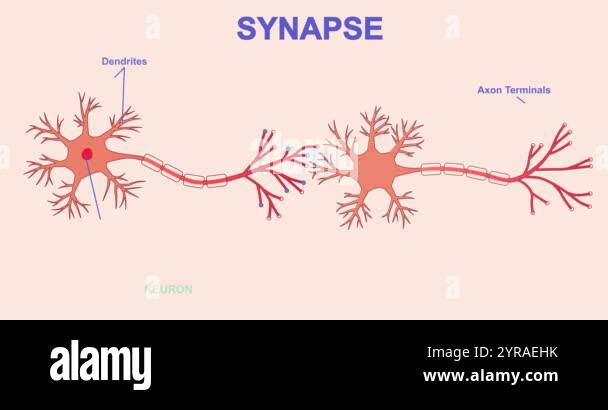 Brain synapse structure. Moving banner with scheme of nerve. Anatomy ...