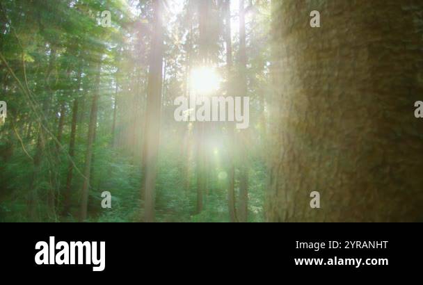 Light breaking through forest trees Stock Videos & Footage - HD and 4K ...