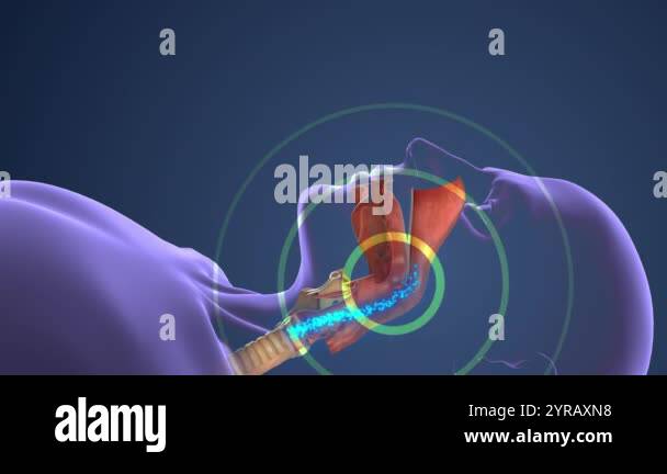 Normal respiratory system Stock Videos & Footage - HD and 4K Video ...