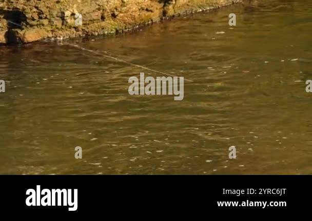 Colourful float for fishing on the surface of fast river water. Fishing ...