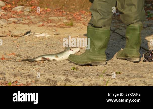 Fisherman fishing on the river and catches the trout fish. Angler try ...