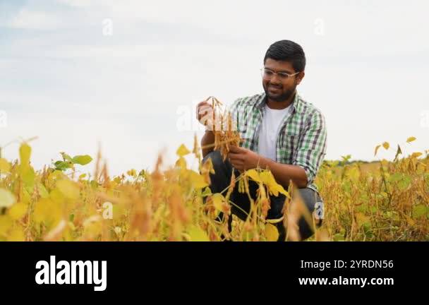Indian Farmer Examining Soybean Growth in the Field. Indian farmer sits ...