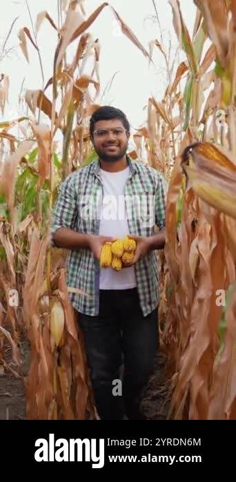 Indian farmer walks confidently through a golden cornfield, holding ...