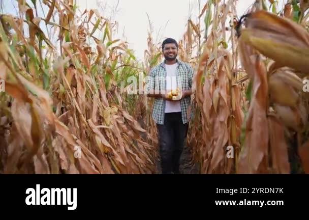 Indian farmer walks confidently through a golden cornfield, holding ...