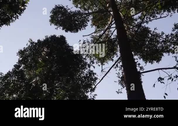 Fauna tree Stock Videos & Footage - HD and 4K Video Clips - Alamy