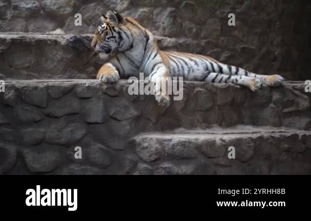 A tiger gracefully lies on a rocky staircase in a zoo, highlighting its ...