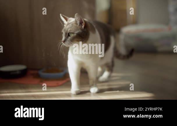 Floating fur Stock Videos & Footage - HD and 4K Video Clips - Alamy