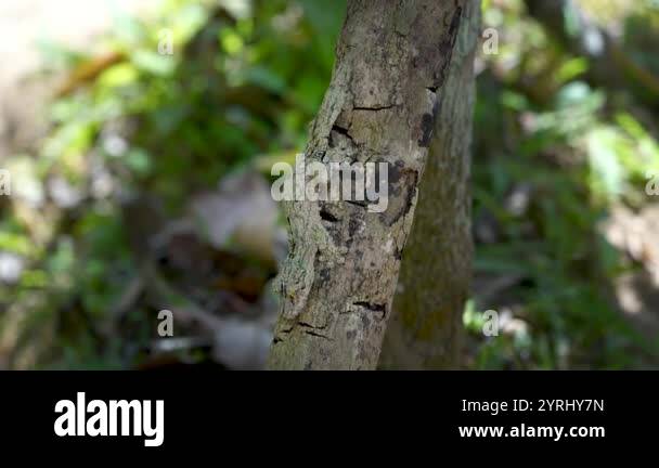 A giant leaf-tailed gecko is nearly invisible, perfectly camouflaged in ...