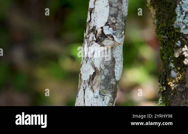 A giant leaf-tailed gecko is nearly invisible, perfectly camouflaged in ...