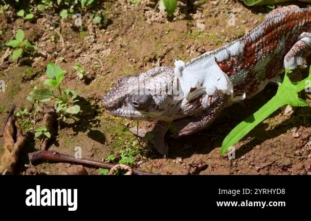 A vibrant panther chameleon (Furcifer pardalis) extends its long ...